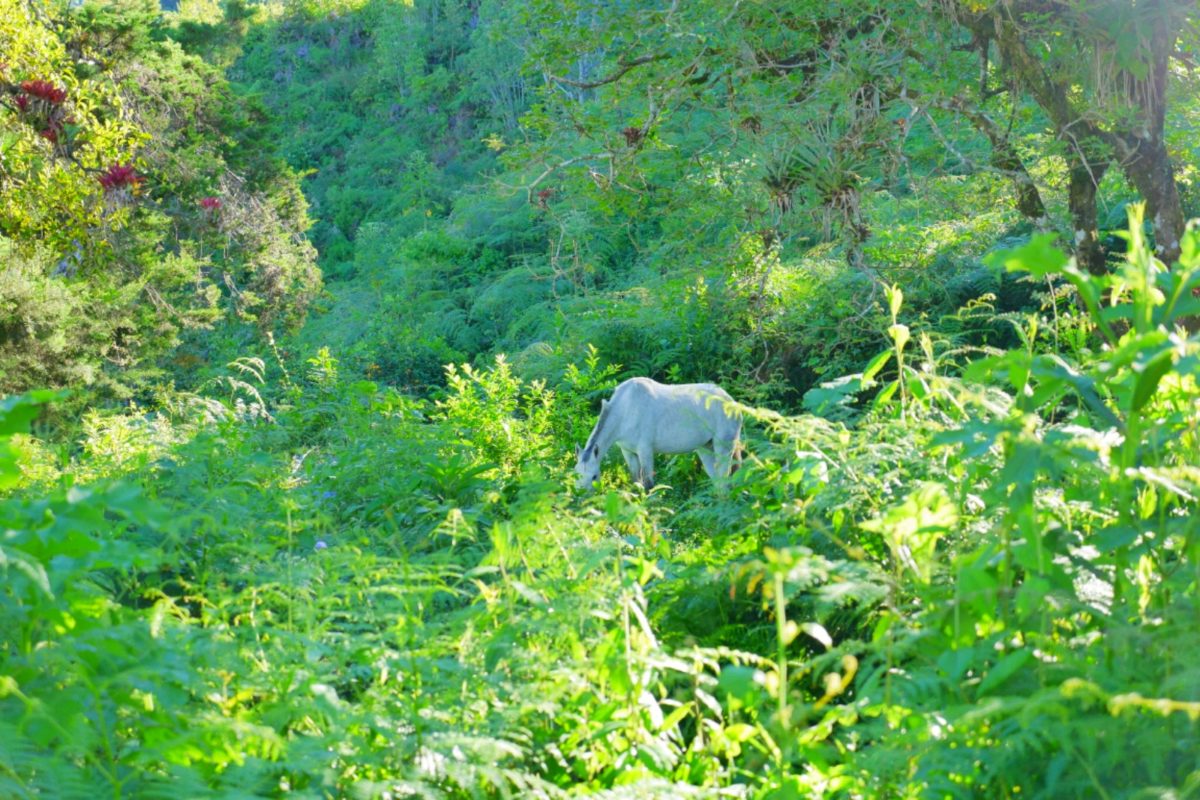Cloudbridge Reservat - Matthias reist durch die Welt